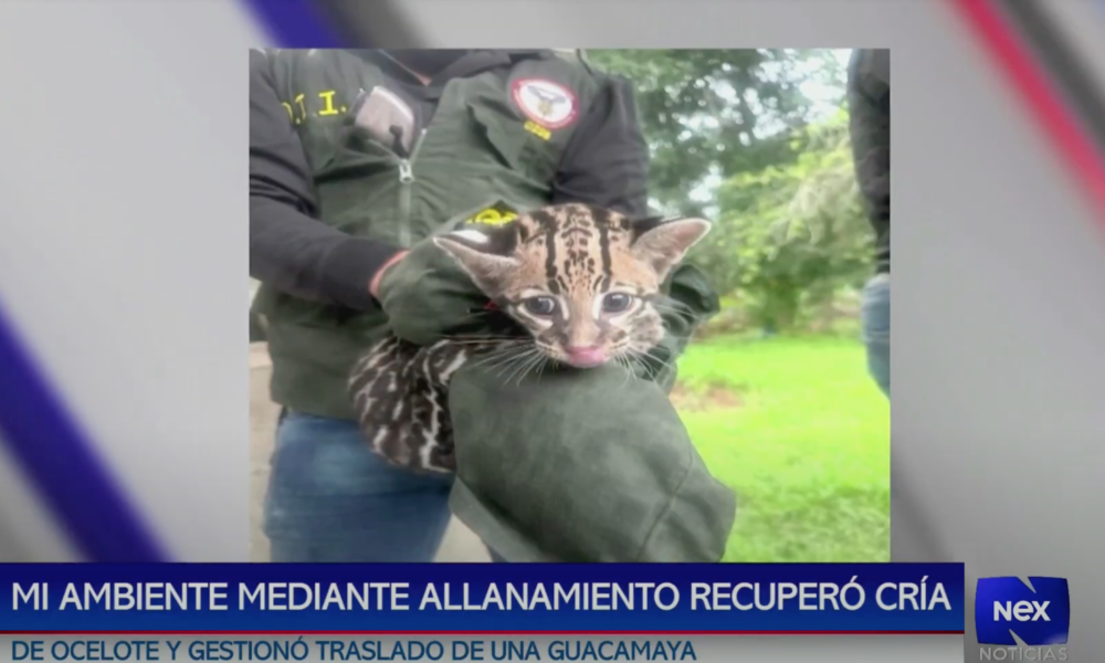Recuperan cría de ocelote y realizan traslado de guacamaya – NexPanama