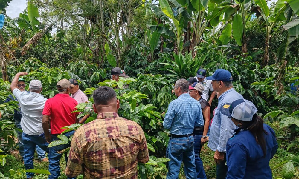 Realizan jornada técnica tras inicio de cosecha de café – NexPanama